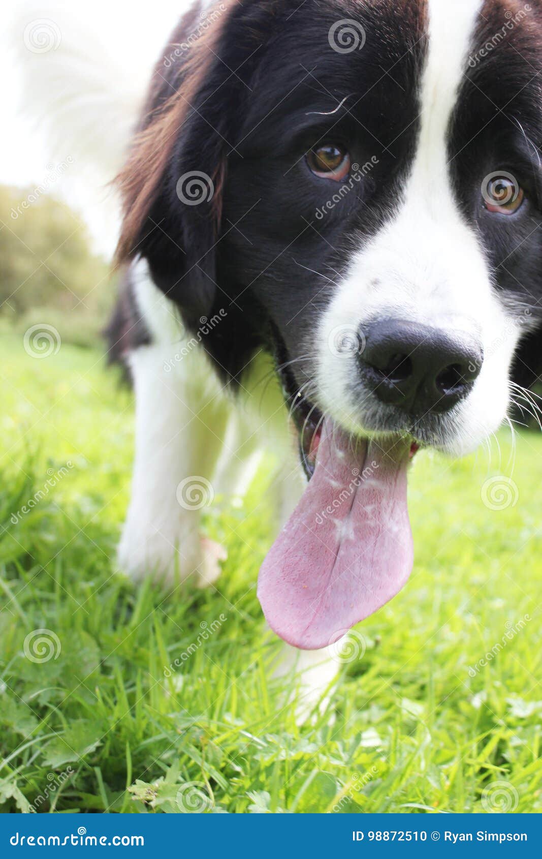 Newfoundland Dog Portrait Close Up Face Stock Photo - Image of ...