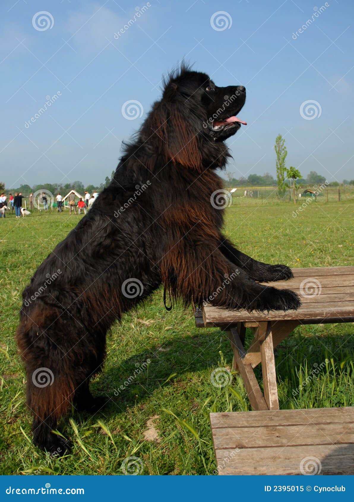 Newfoundland dog upright stock image. Image of chill, golden - 2395015