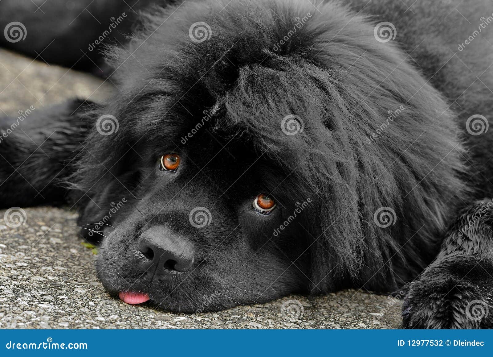 Newfoundland female dog stock photo. Image of puppy, female - 12977532