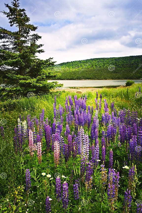 Newfoundland landscape stock image. Image of flora, lupines - 12325847