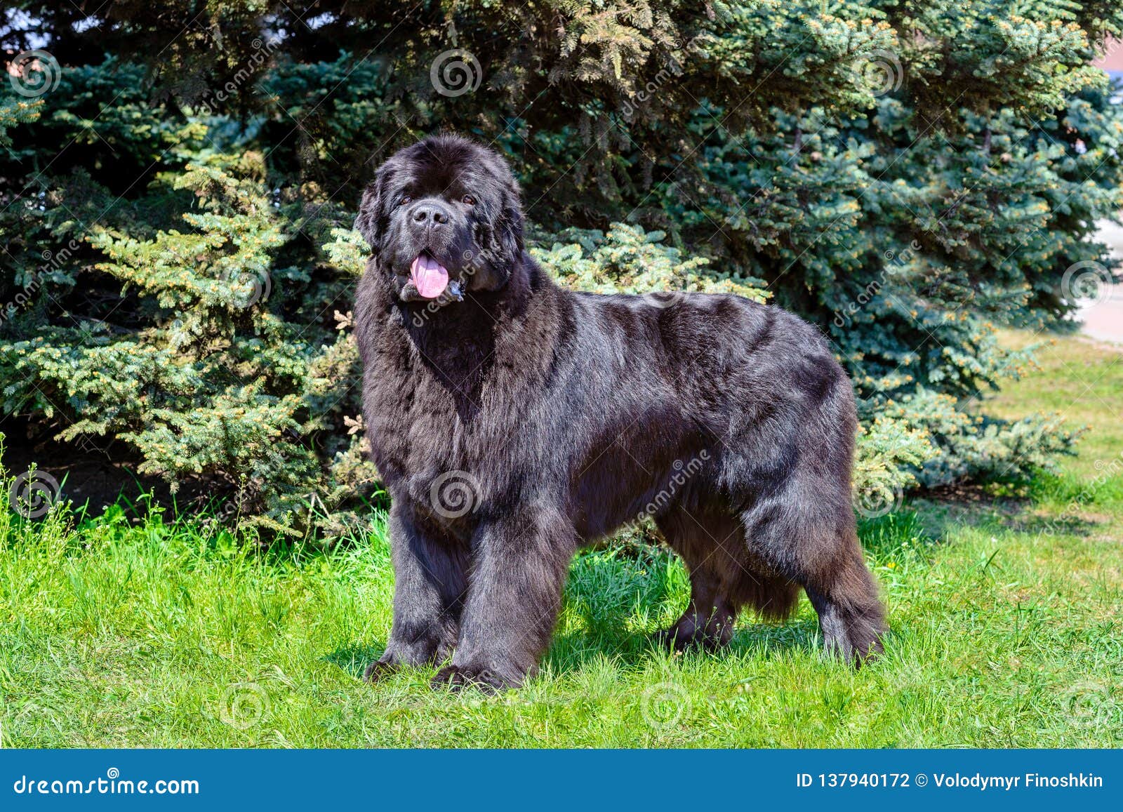 Newfoundland Looks in Camera. Stock Photo - Image of breed, molosse ...