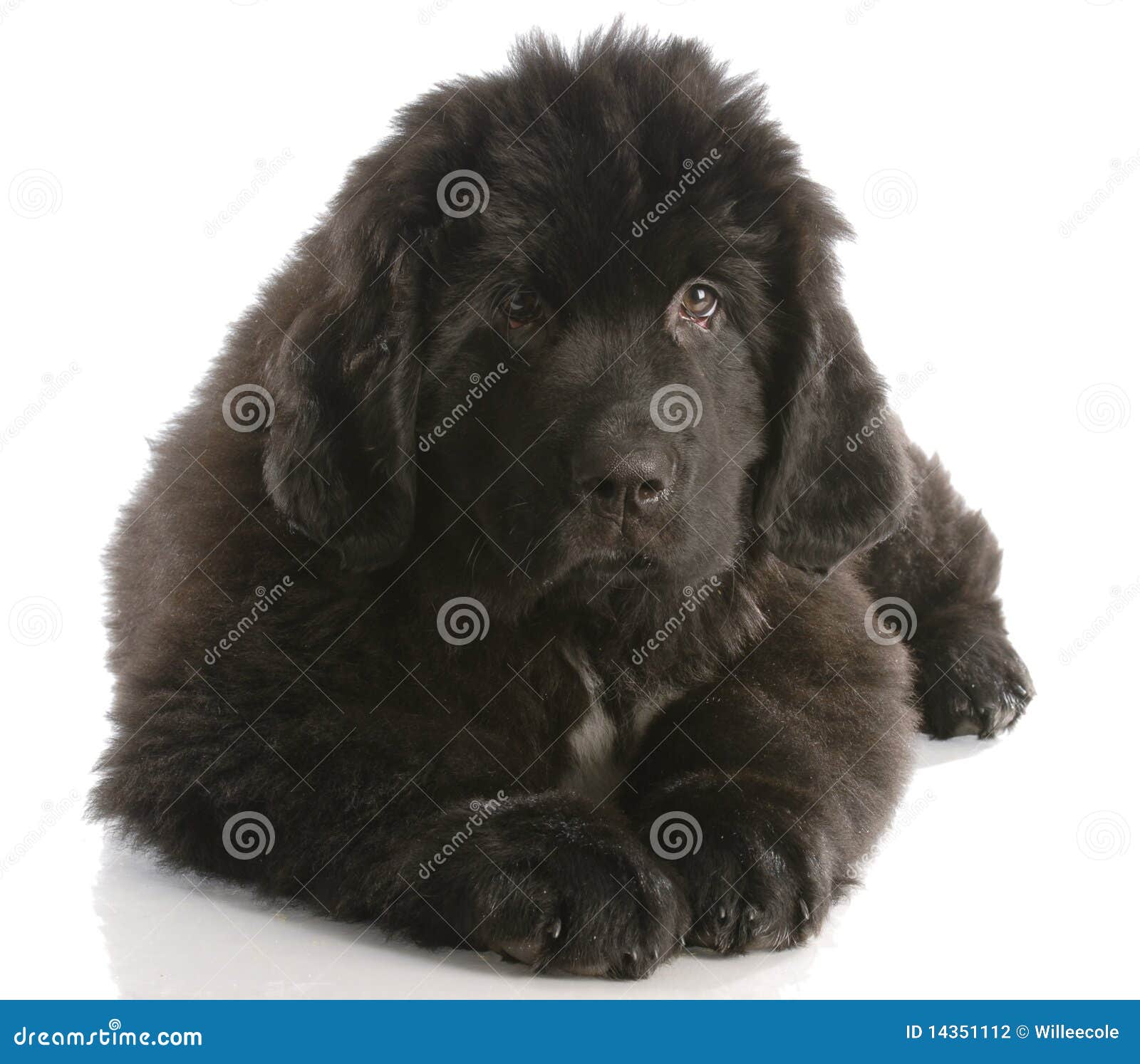 Newfoundland puppy stock photo. Image of studio, adorable - 14351112