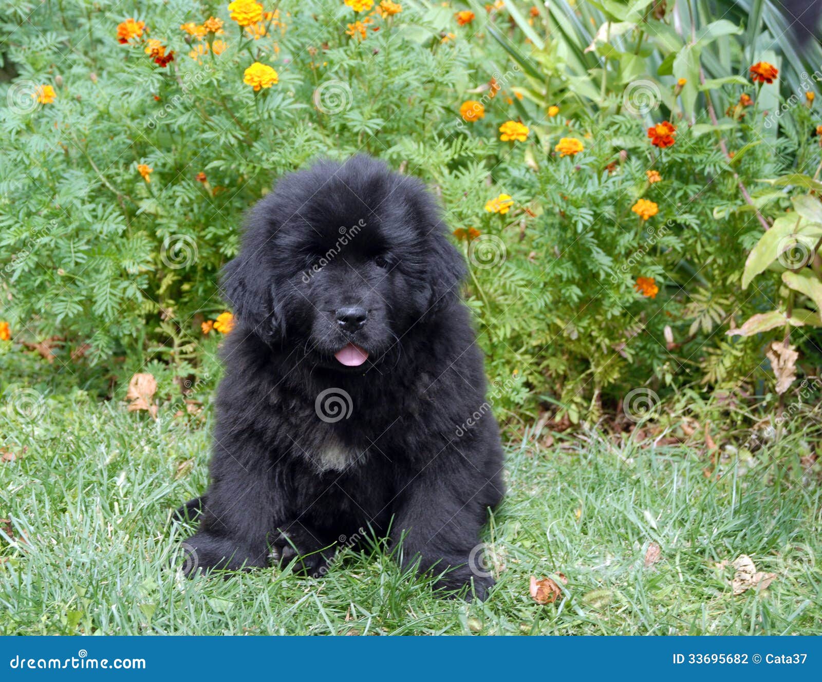 Newfoundland puppy stock photo. Image of giant, temperament - 33695682