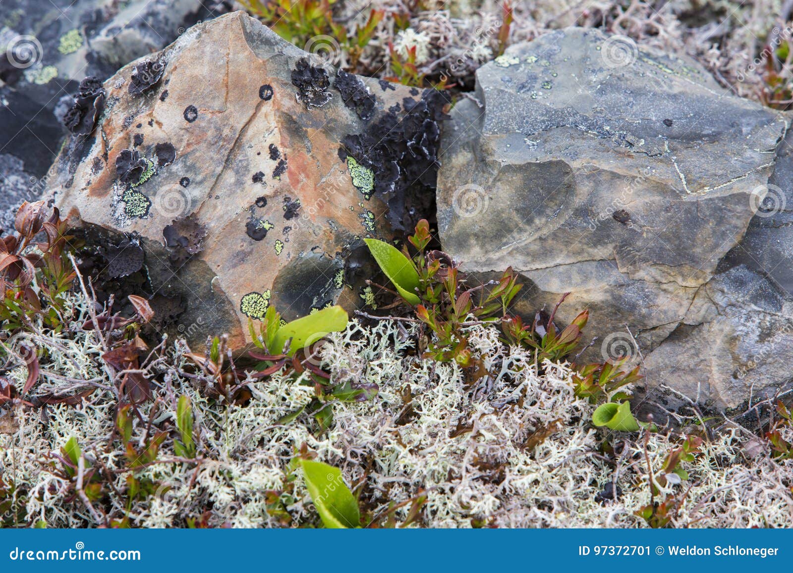 Newfoundland Rocks with Moss Stock Image - Image of moss, structure ...