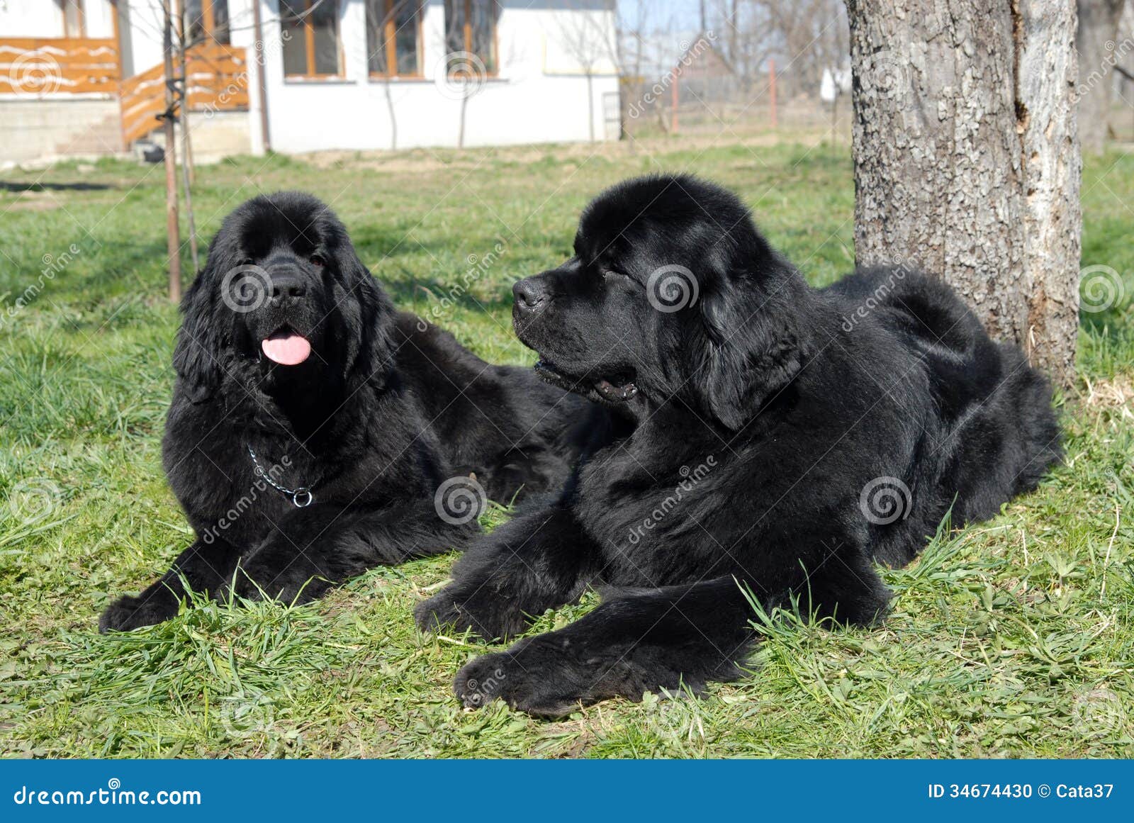 Newfoundland stock photo. Image of furry, beautiful, green - 34674430