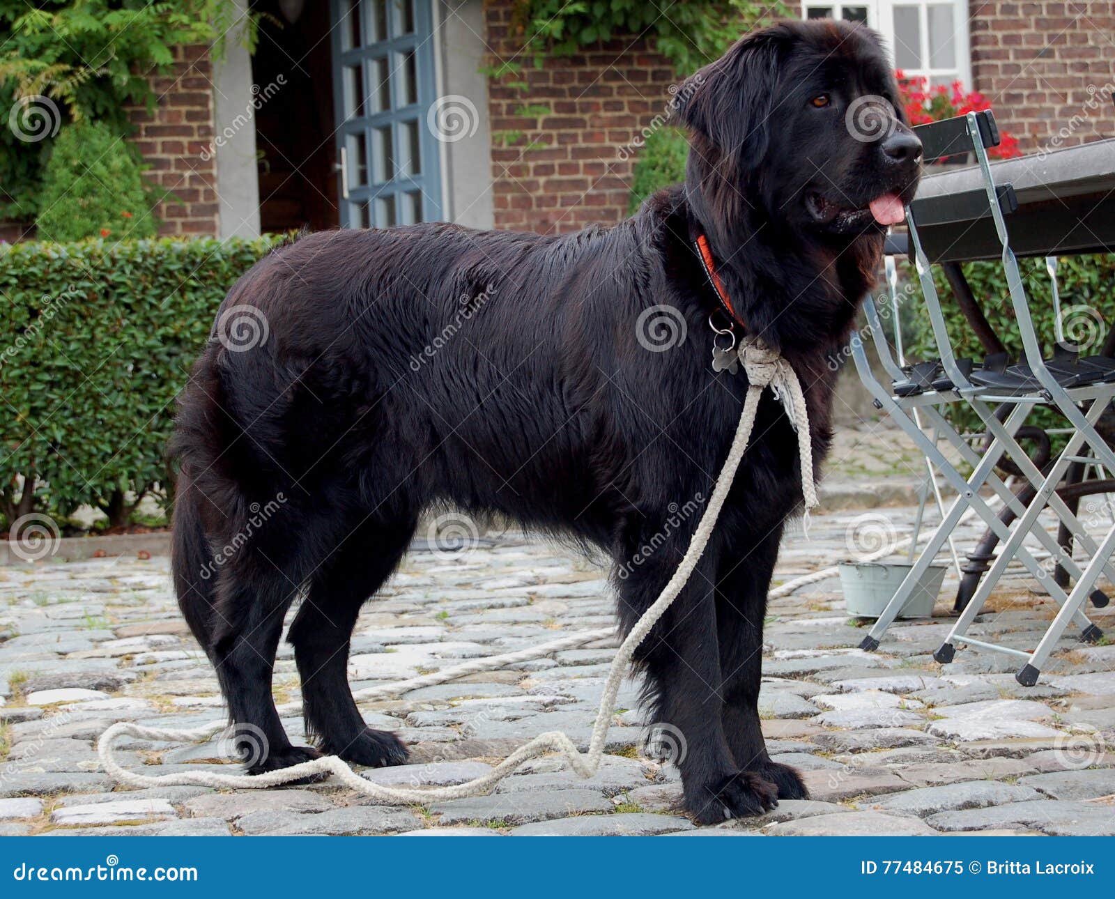 Newfoundlander dog stock image. Image of pets, cute, leash - 77484675