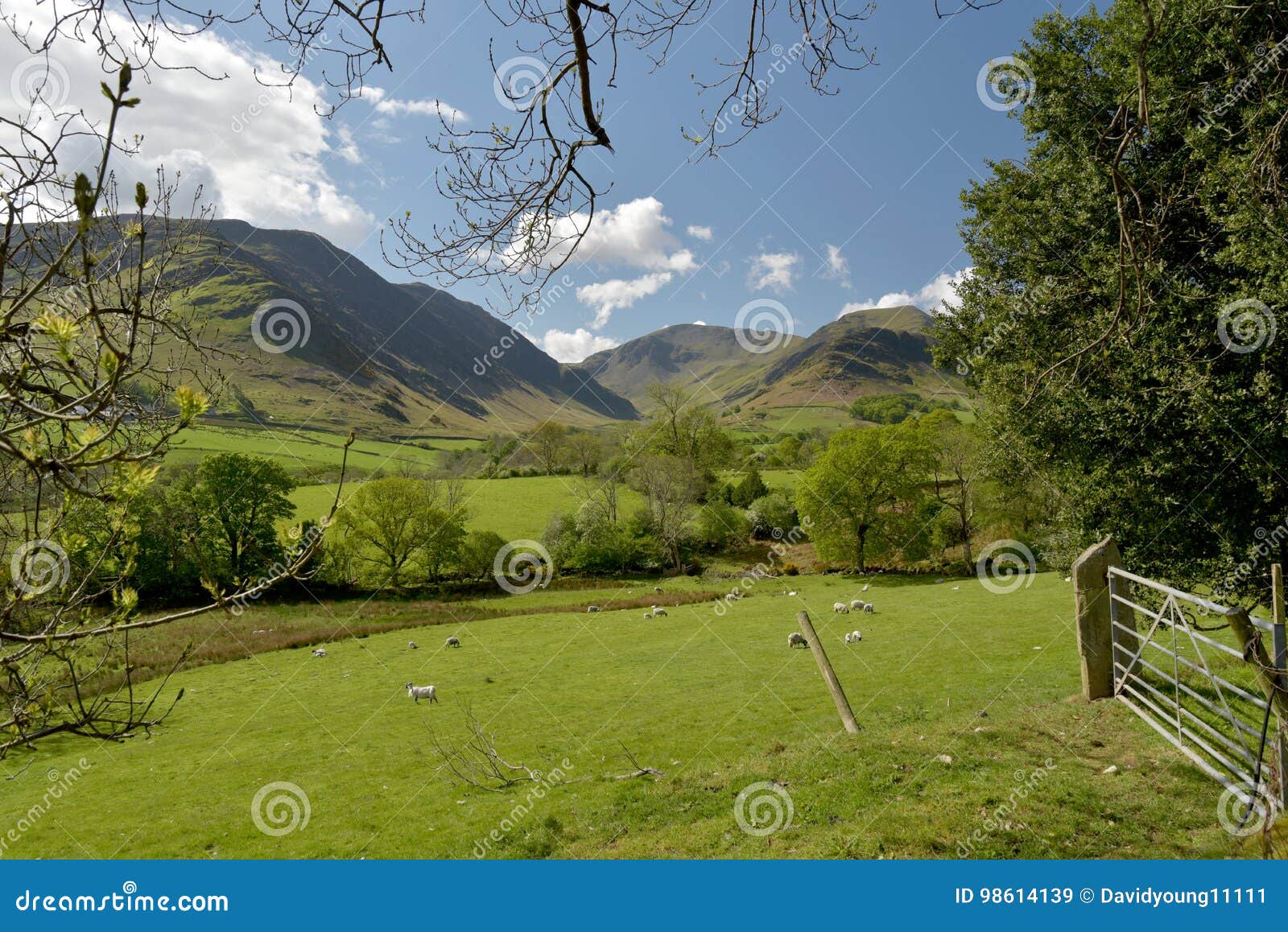 Newlands Valley stock image. Image of sheep, north, panorama - 98614139