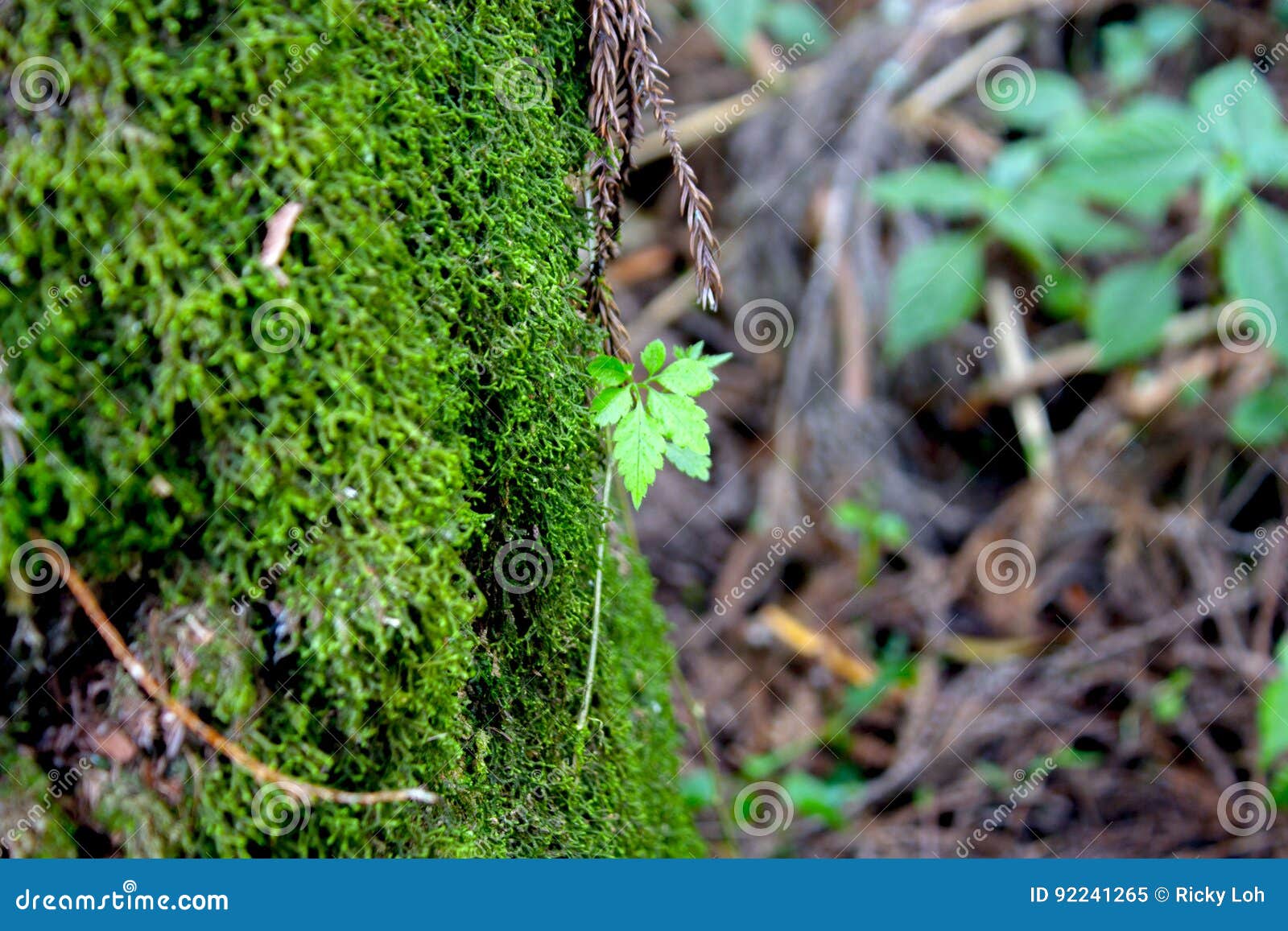 Newlife stock image. Image of forest, newlife, sunlight - 92241265