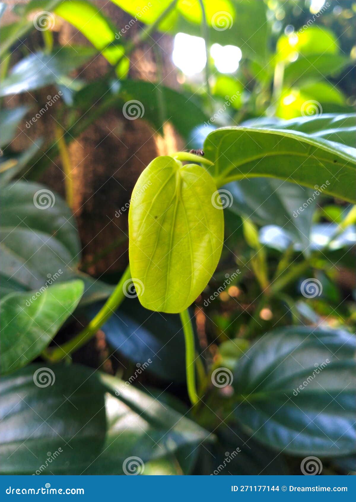 Newly Bloomed Betel Leaves Growing in the Courtyard Stock Photo - Image ... Newly Bloomed Betel Leaves Growing in the Courtyard Stock Photo - Image ...