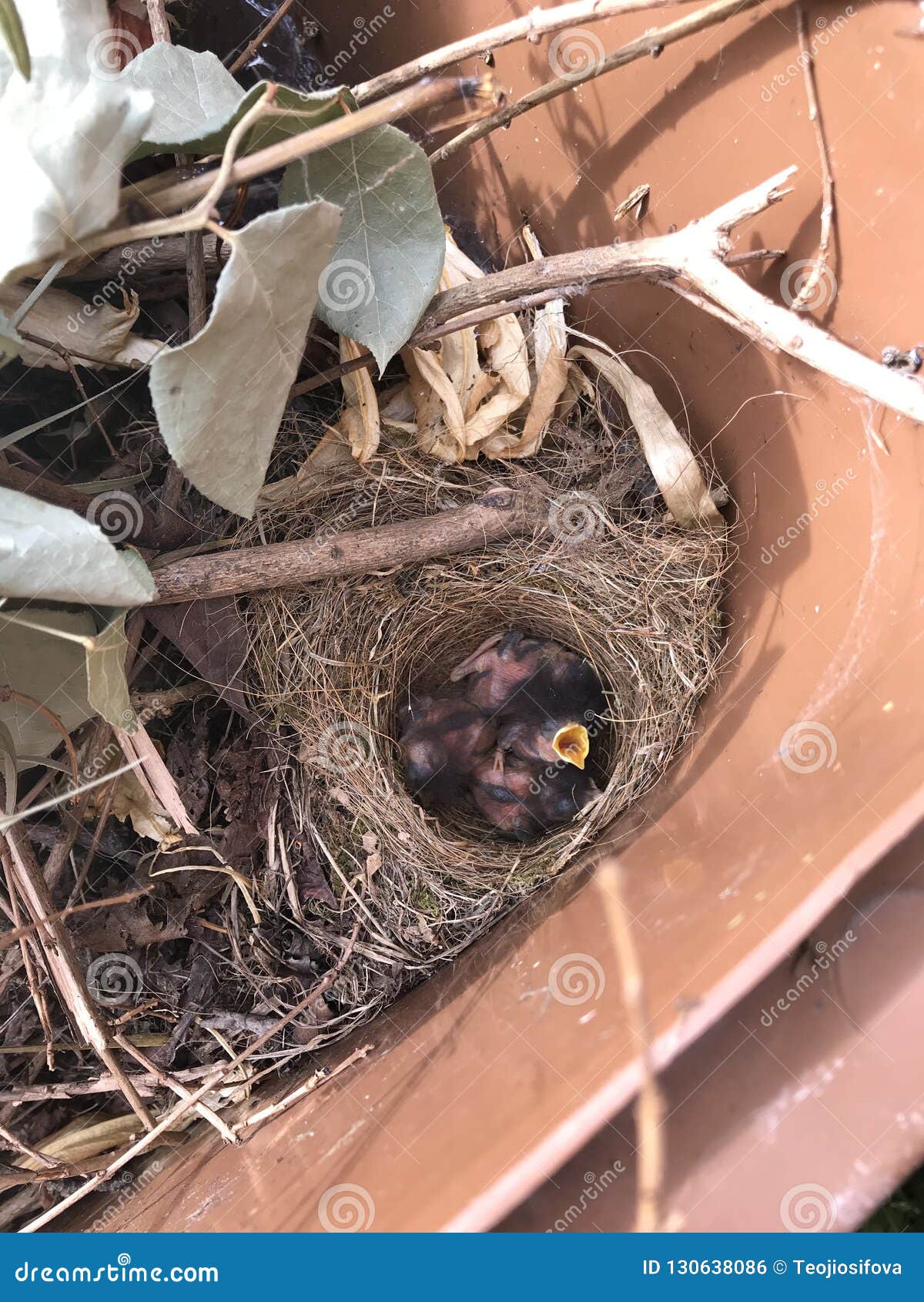 Newly born baby birds stock photo. Image of newly, birds - 130638086