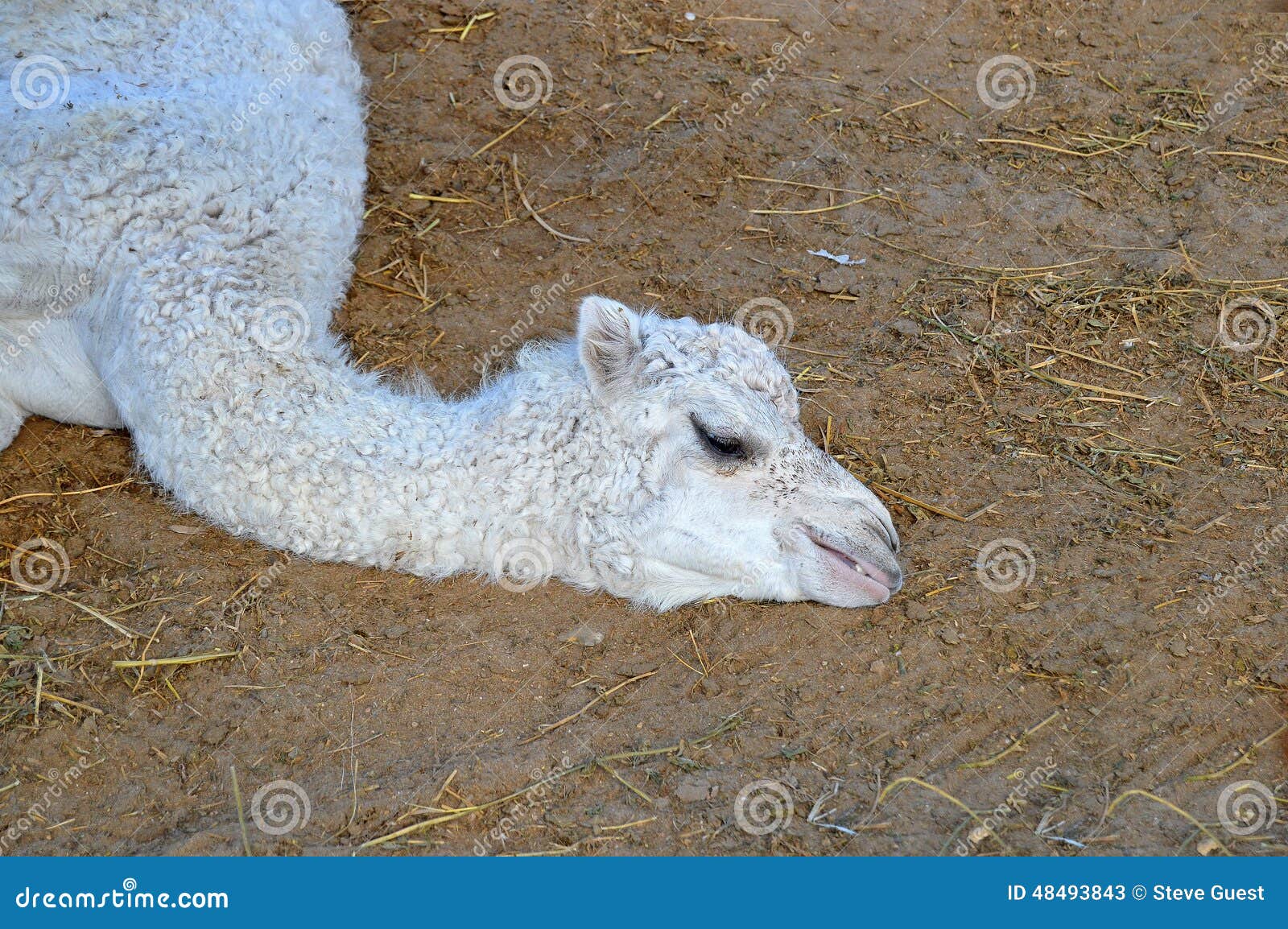 A newly Born Camel stock image. Image of logo, gift, building - 48493843