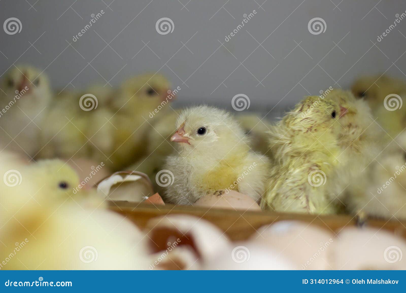 A Newly Born Chick in the Incubator Stock Photo - Image of easter ...