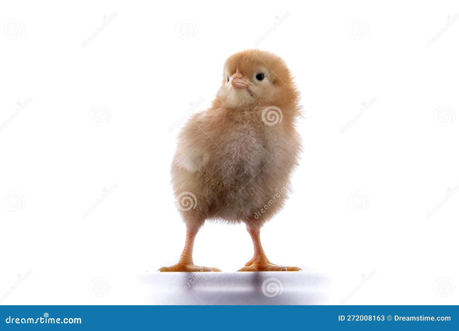 A Newly Born Chick on a White Background Stock Image - Image of grow ...