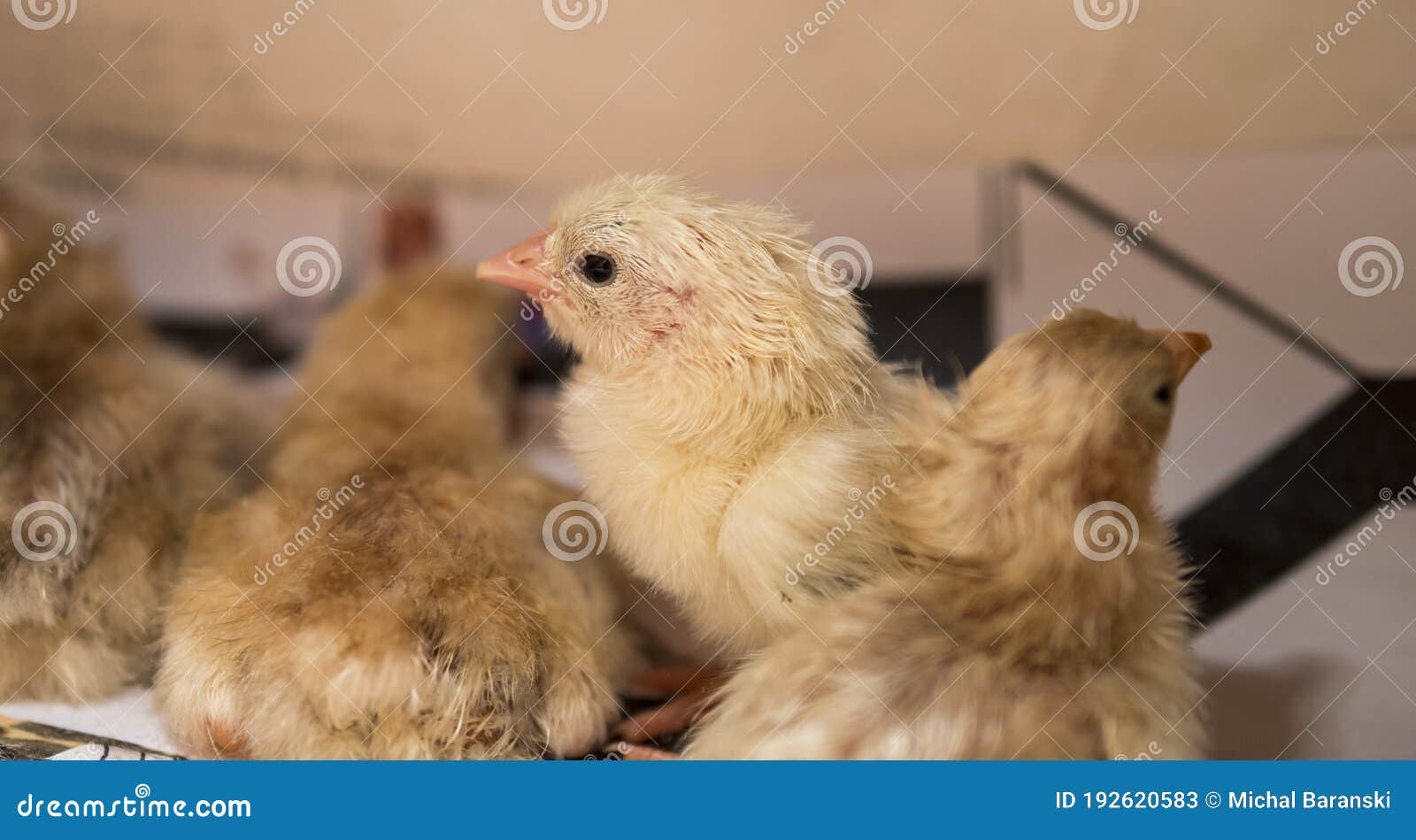 Newly born chicken stock image. Image of beginning, hatched - 192620583