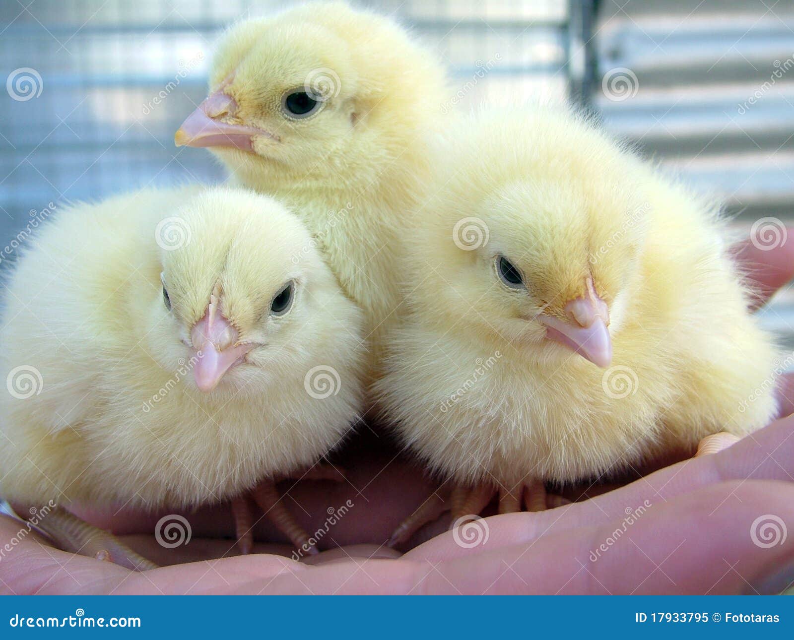 Newly born chicks stock image. Image of yellow, nature - 17933795