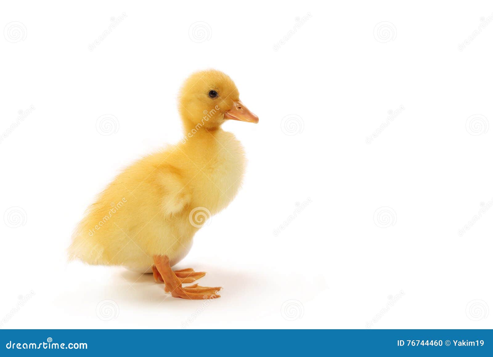 The newly-born duckling stock photo. Image of horizontal - 76744460