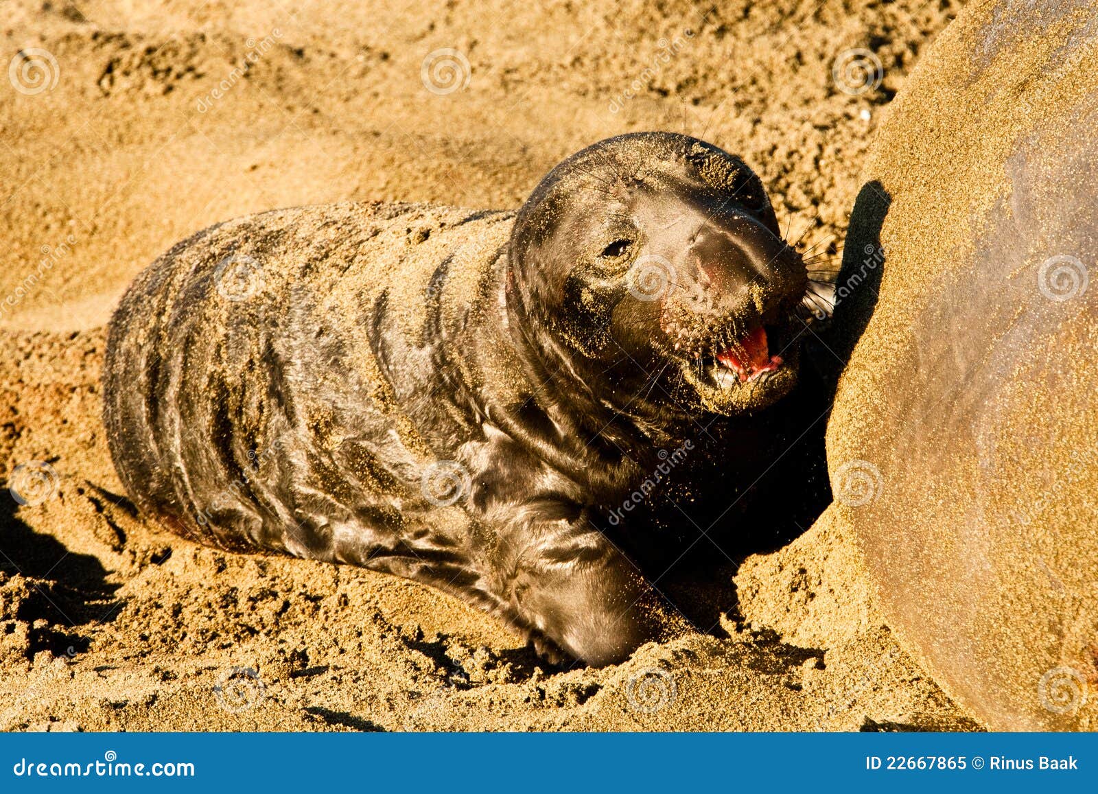 Newly Born Ducklings By The Lake At Memorial Park, Pinner, Middlesex ...