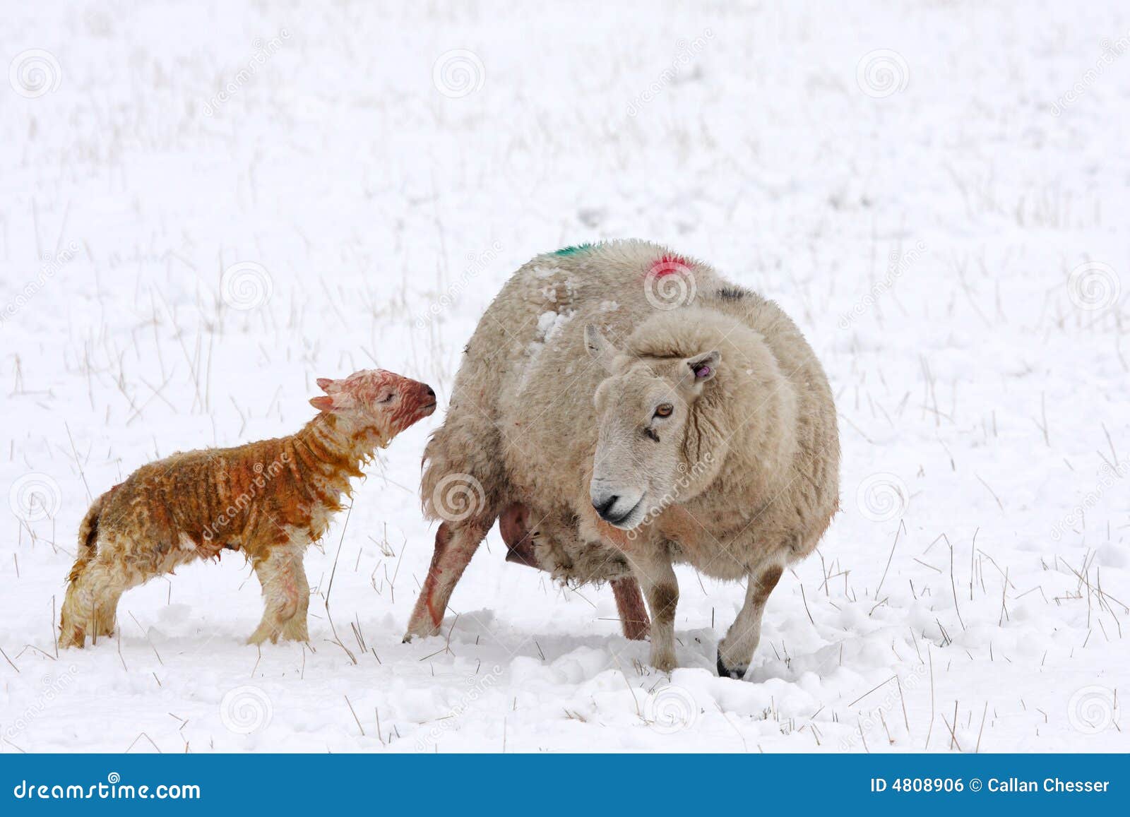 Newly Born Lamb in the Snow Stock Photo - Image of farming, friendly ...