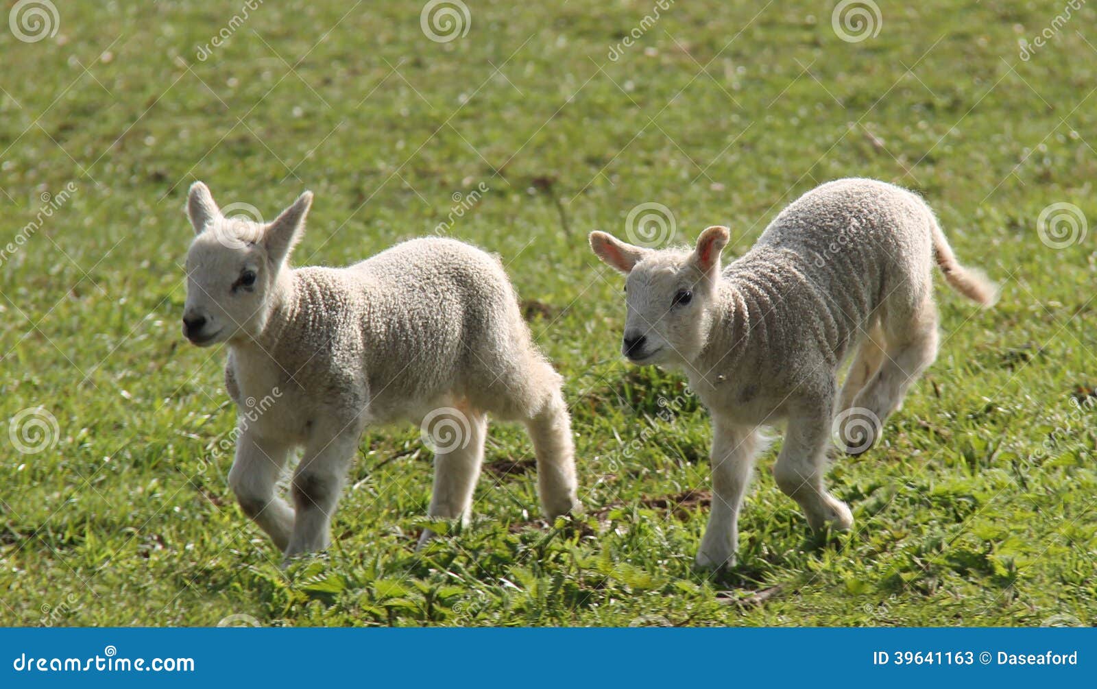 Newly Born Lambs stock image. Image of agriculture, baby - 39641163