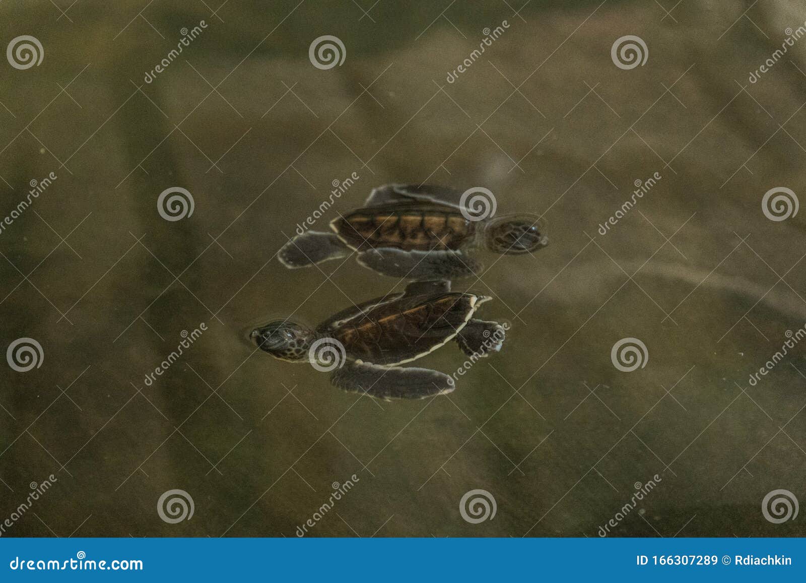 The Newly Born Little Turtle in Swimming Pool Stock Image - Image of ...