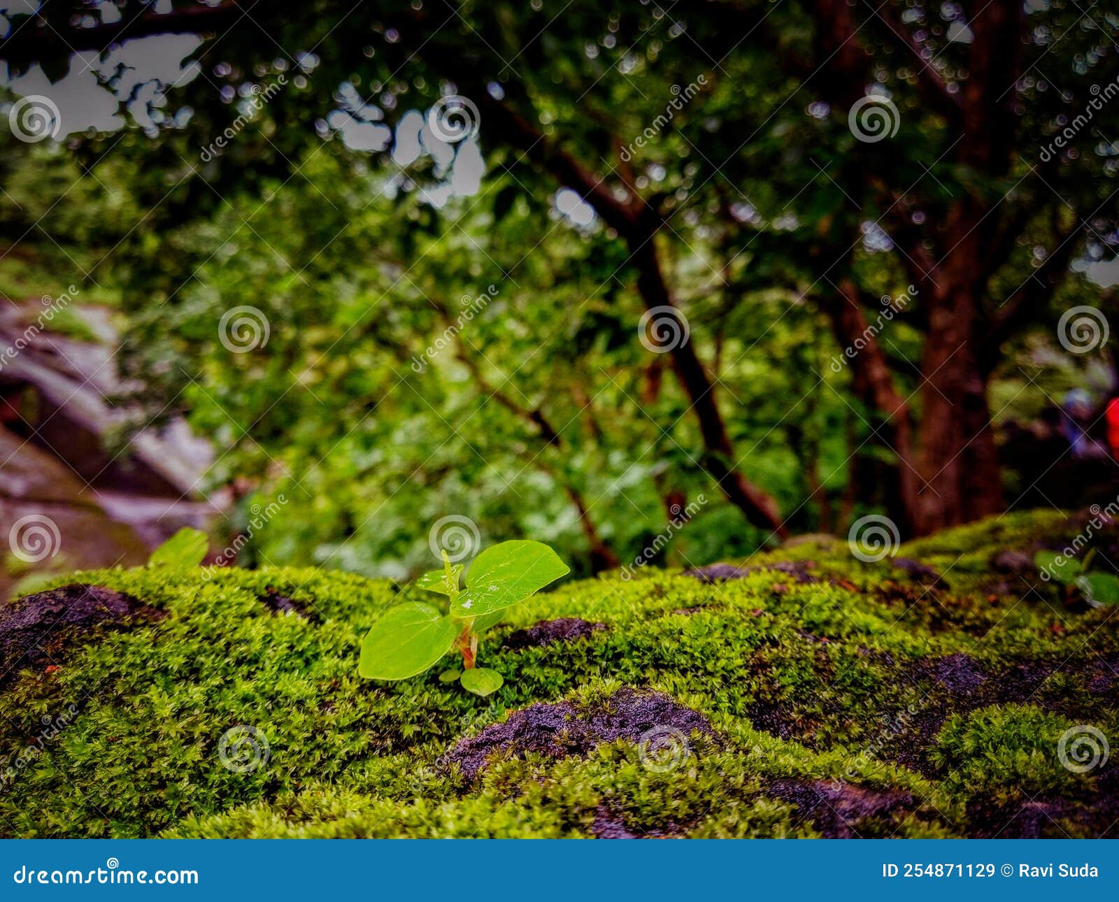 Newly born plant stock image. Image of nature, born - 254871129