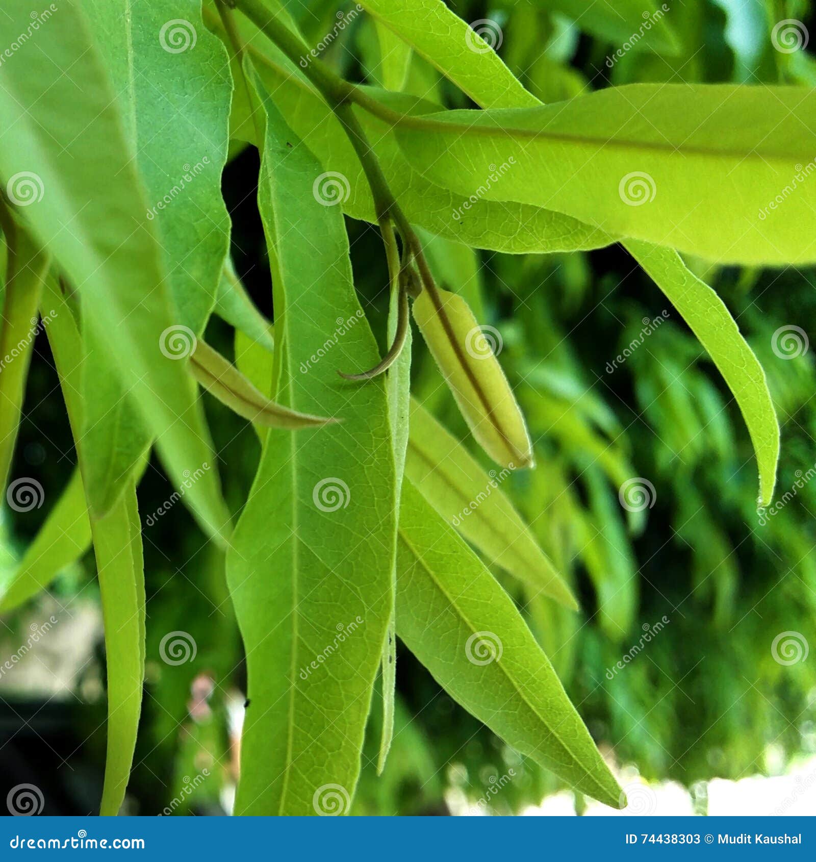 Newly Born Tree Leaf Macro Photography Stock Image - Image of newly ...