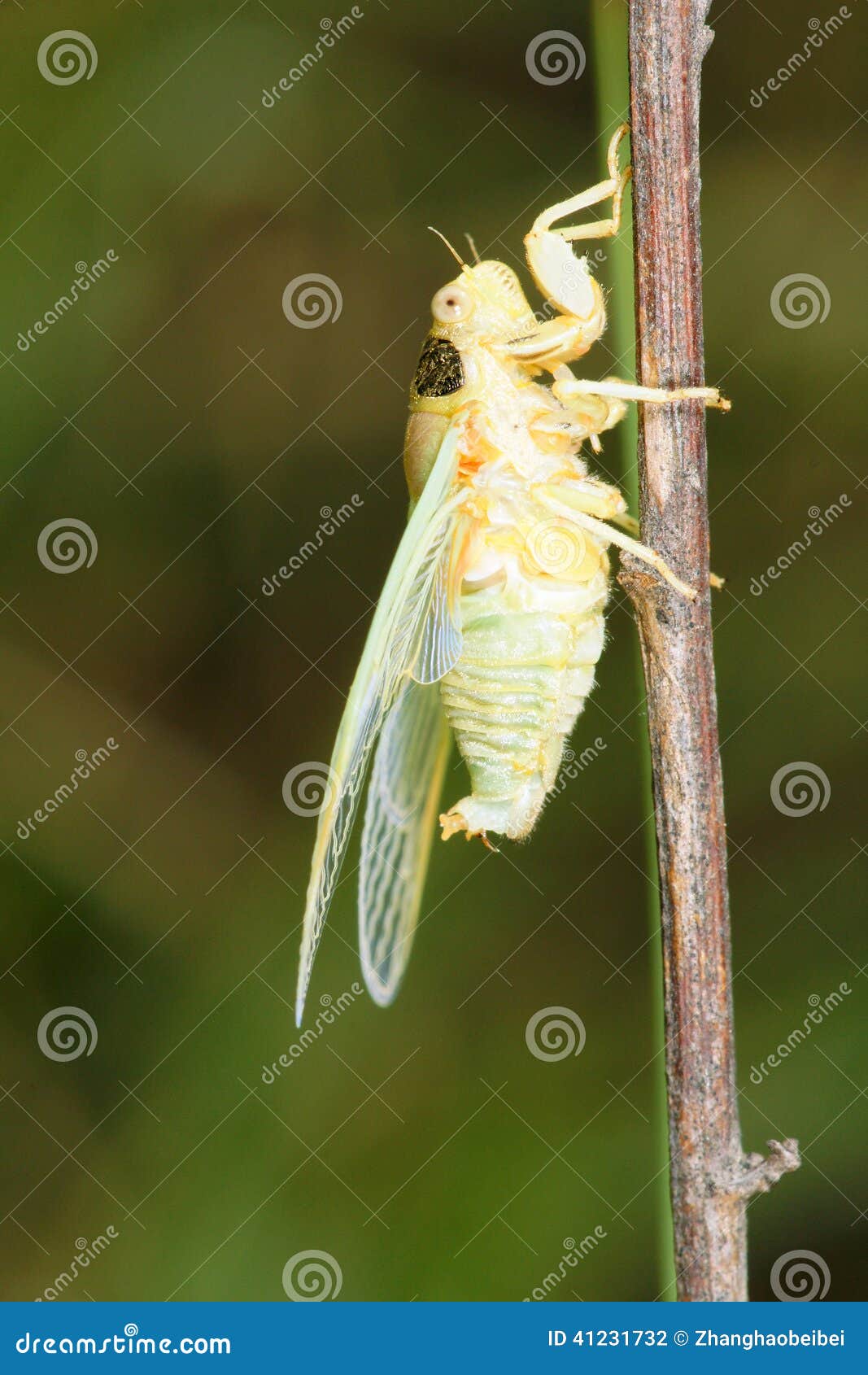 Newly cicada stock photo. Image of close, moult, wildlife - 41231732