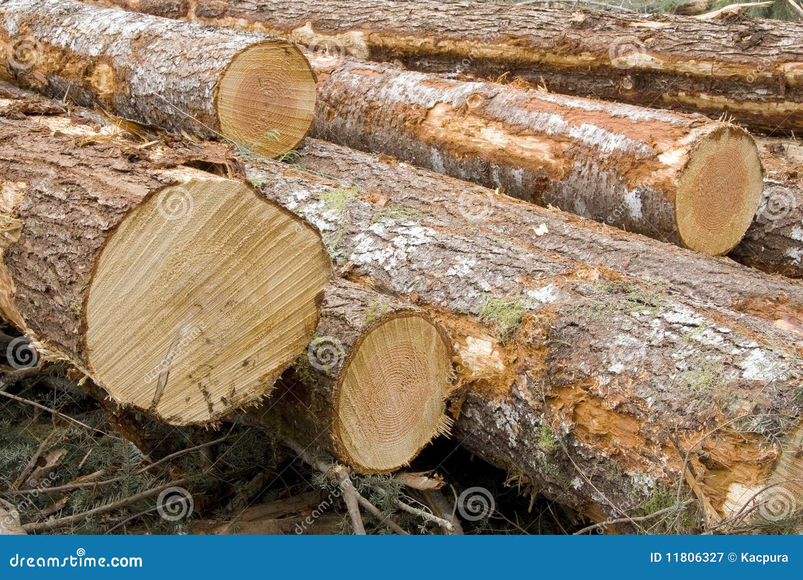 Newly Cut Logs stock image. Image of bark, timber, harvest - 11806327