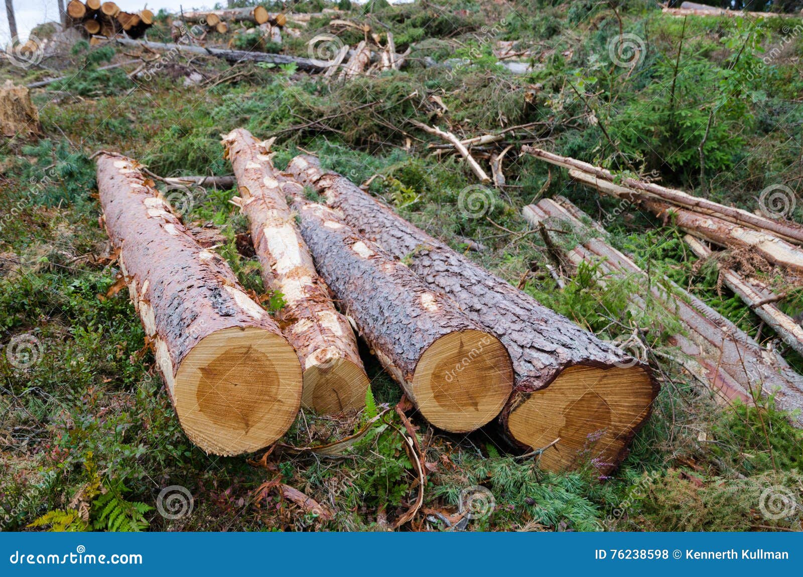 Newly cut pine tree logs stock photo. Image of newly - 76238598