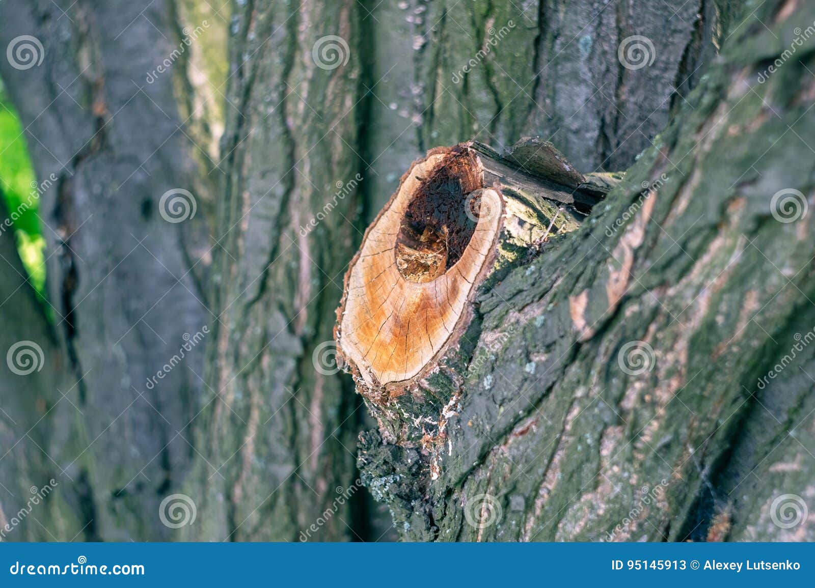 Newly cut tree stock image. Image of forest, circle, background - 95145913