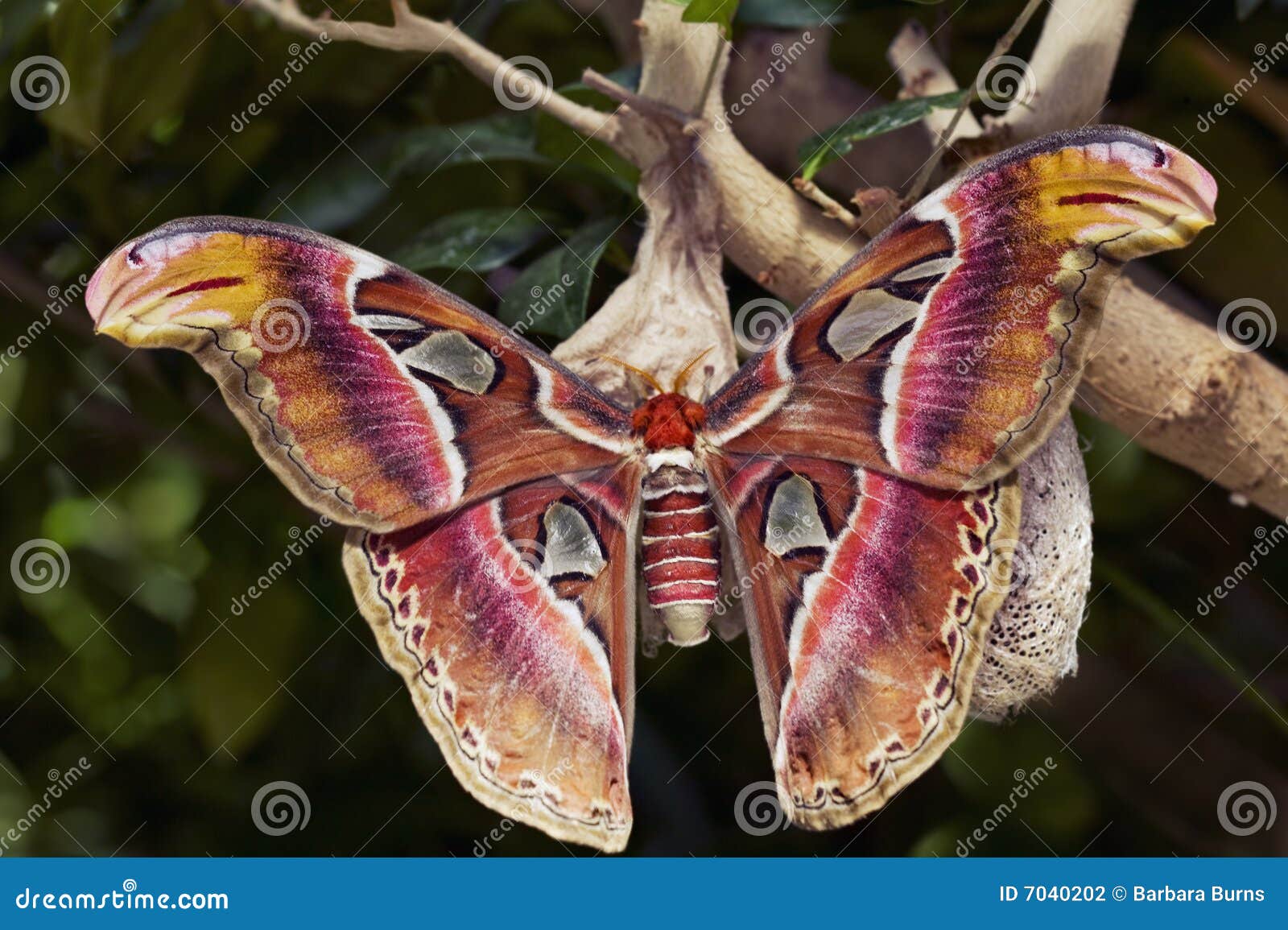 Atlas Moth Attacus Atlas Stock Image | CartoonDealer.com #135573349