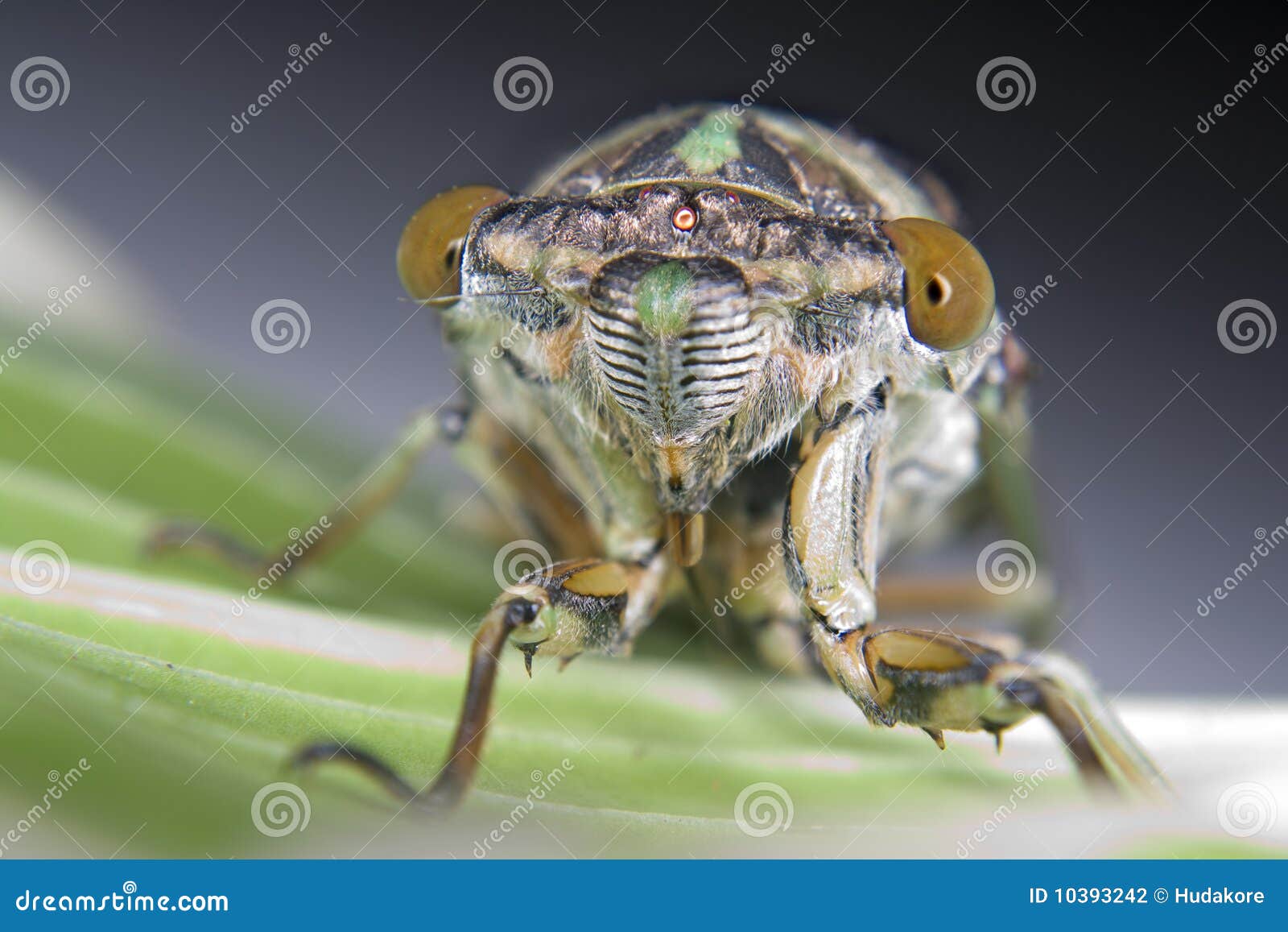 Newly emerged cicada stock photo. Image of insect, locust - 10393242