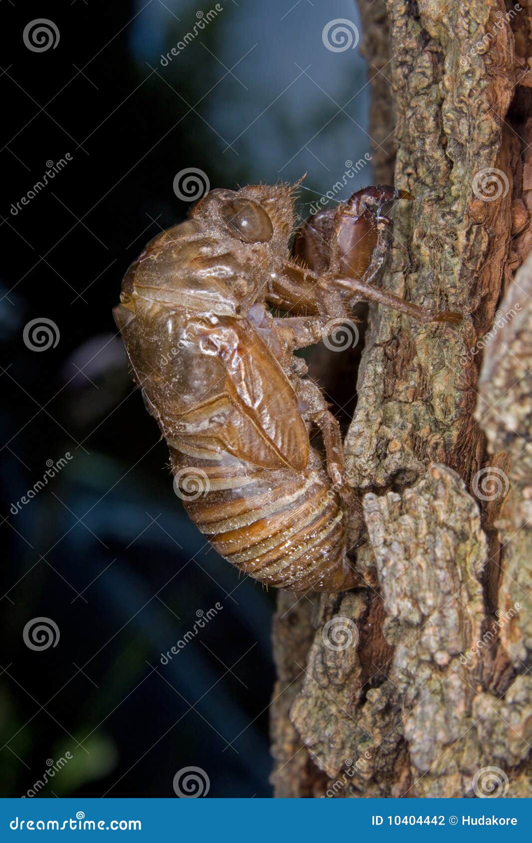 Newly emerged cicada stock photo. Image of close, wings - 10404442