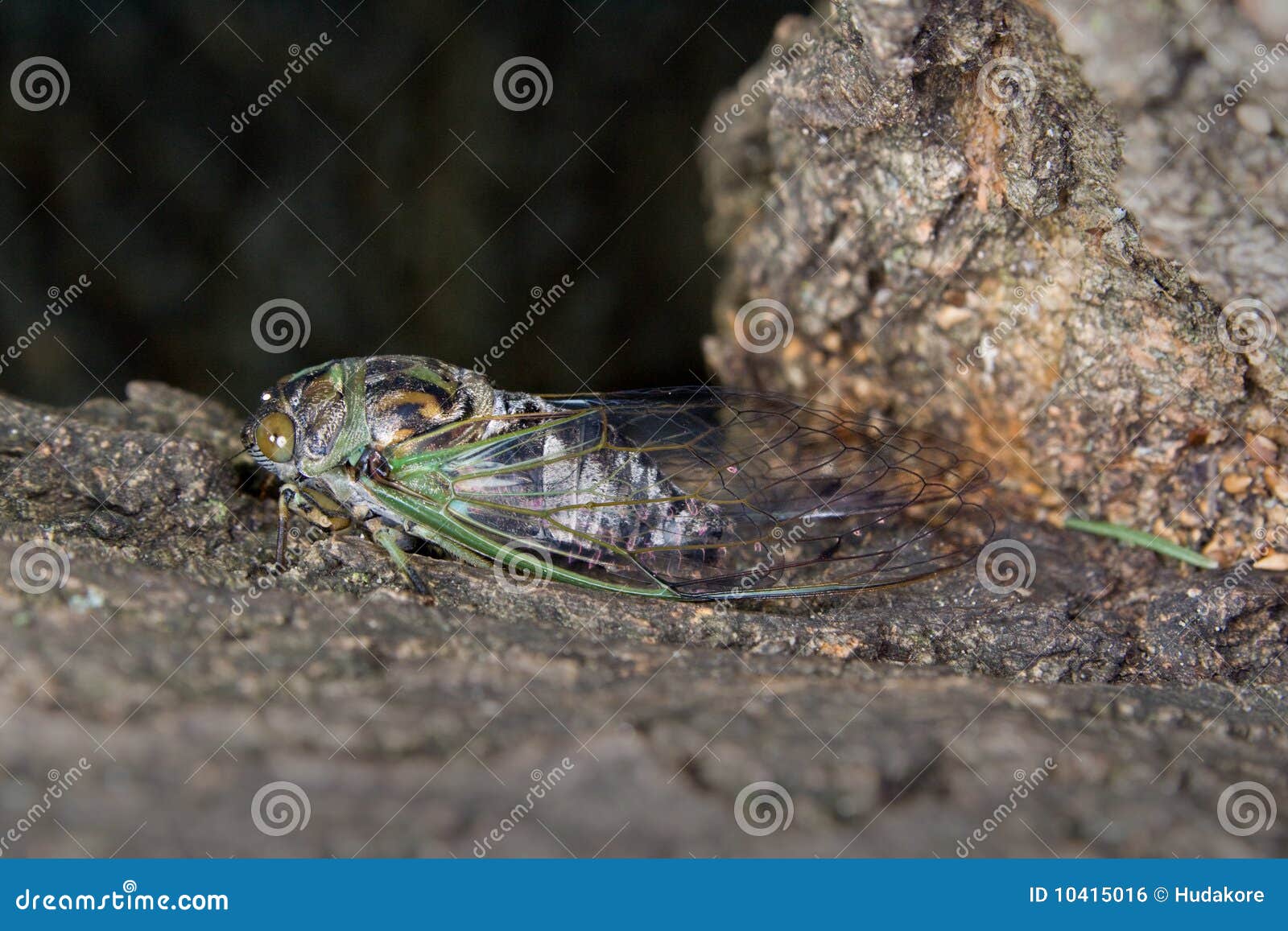 Newly emerged cicada stock photo. Image of nature, locust - 10415016