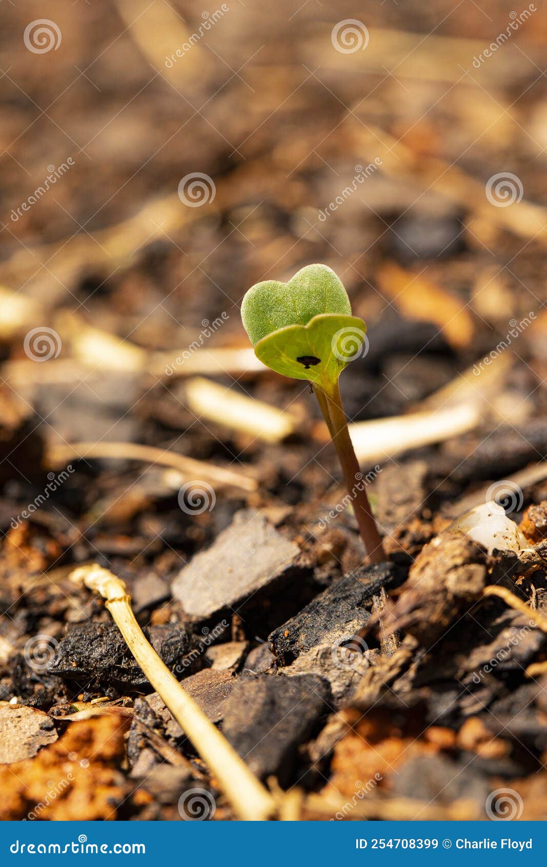 Newly Emerged Garden Plant stock image. Image of closeup - 254708399