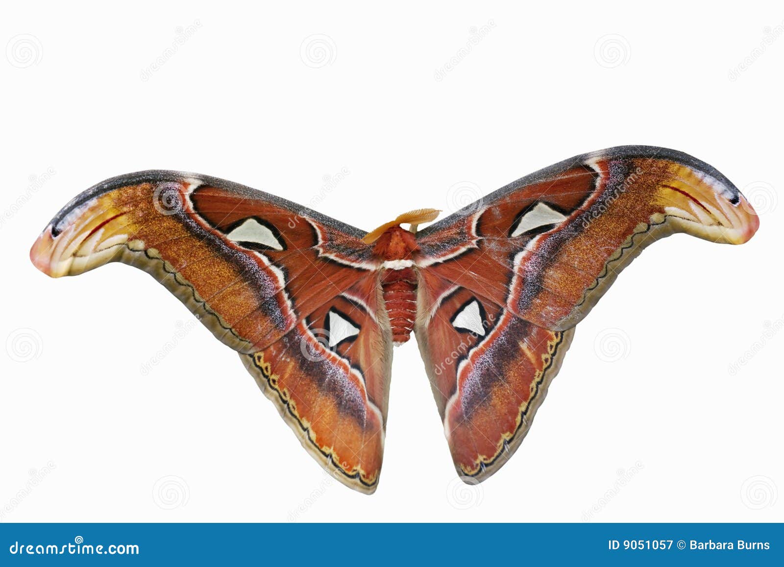 Newly Emerged Moth stock image. Image of exotic, gold - 9051057