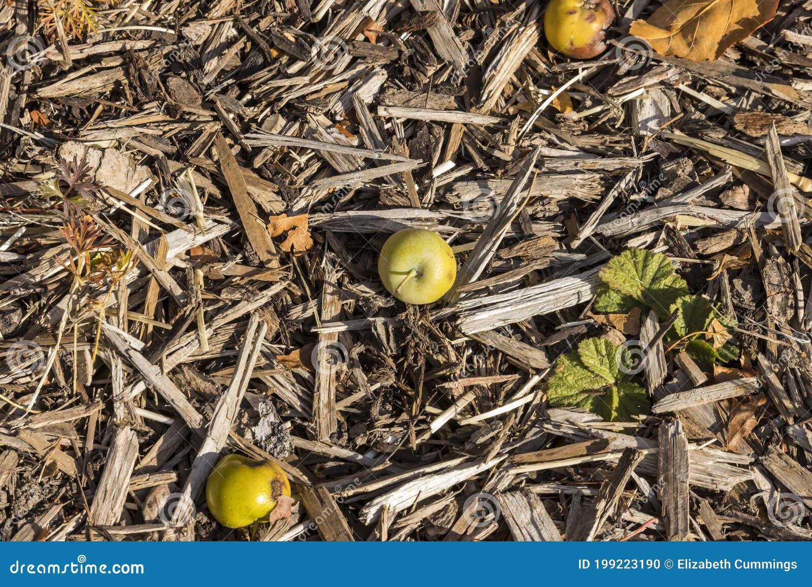 Newly Fallen Apple on a Ground Covered with Sticks and Other Rotting ...