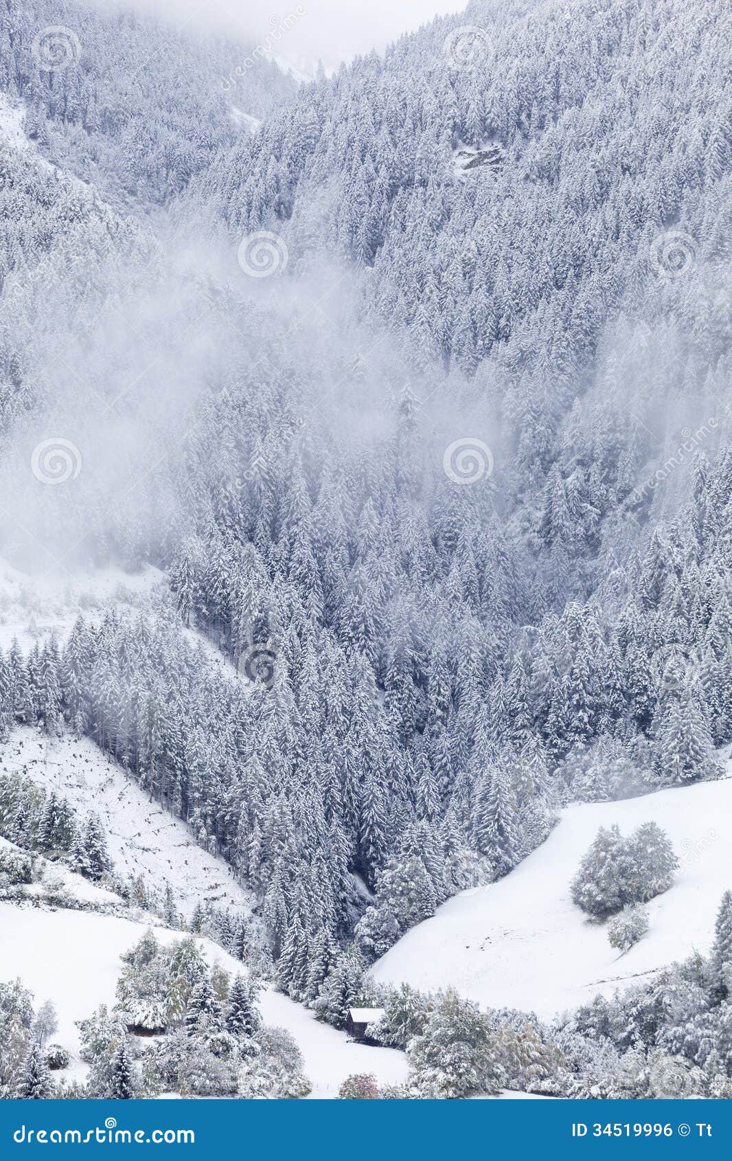 Newly fallen snow stock photo. Image of tranquil, tree - 34519996