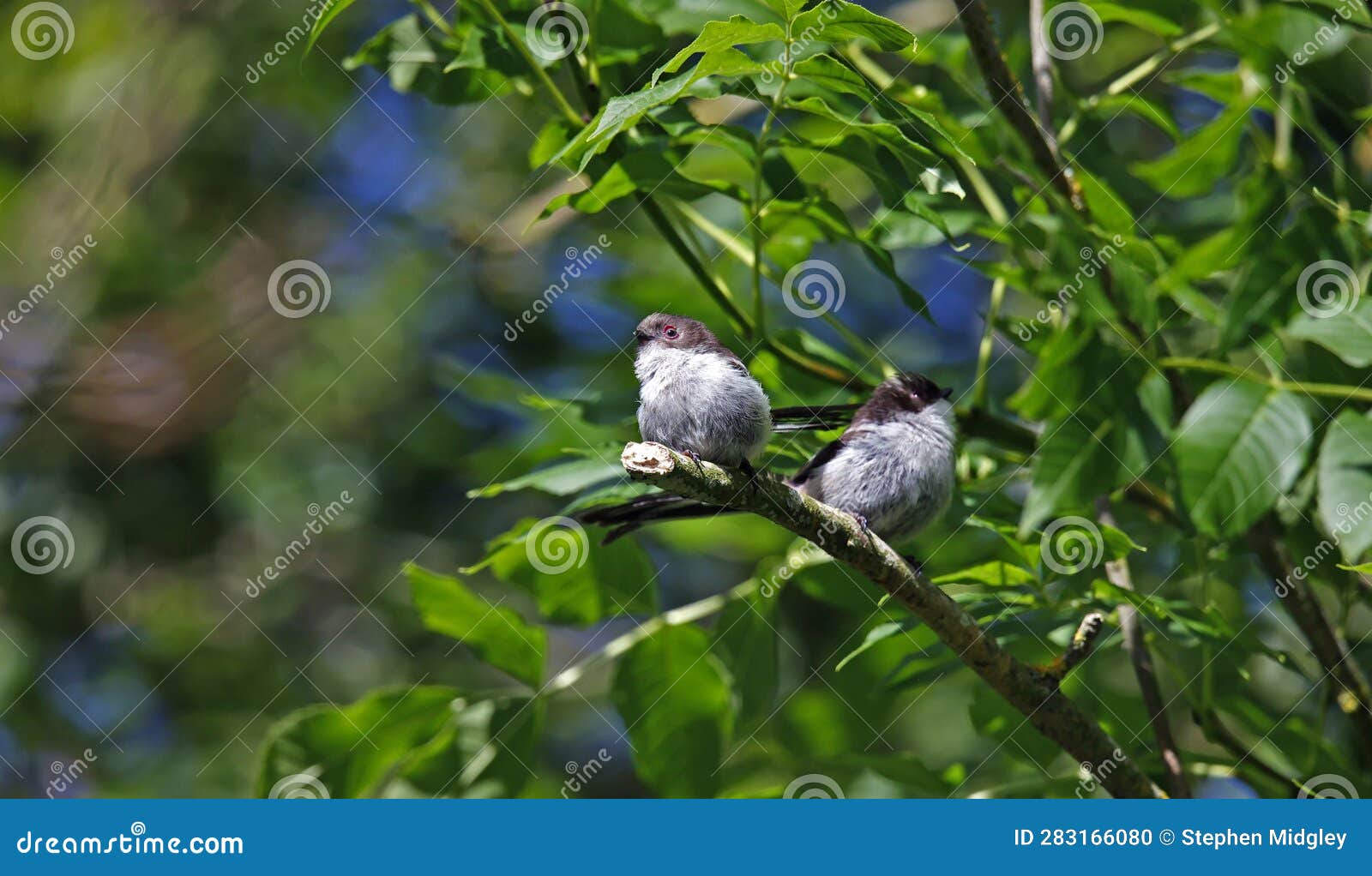 Juvenile Long Tailed Tit Perched in a Tree Stock Photo - Image of ...