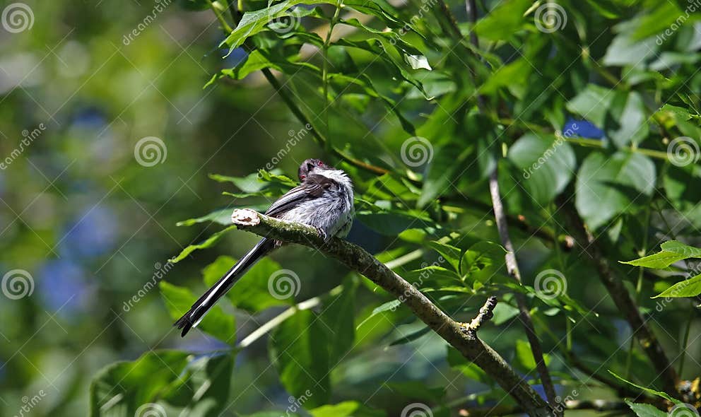 Juvenile Long Tailed Tit Perched in a Tree Stock Image - Image of sunny ...