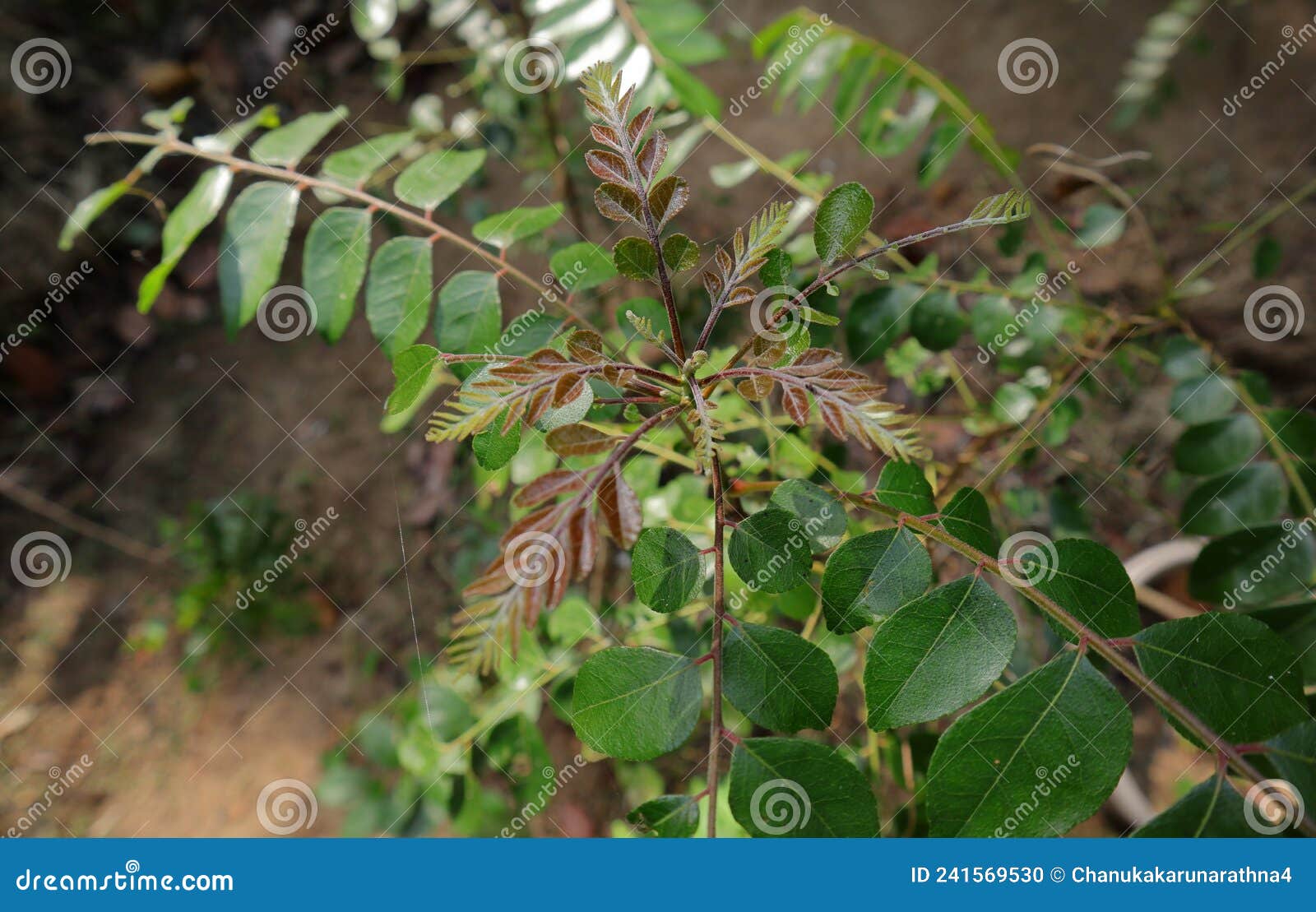 Newly Form Immature Curry Tree Leaflets Growing from the Stem Stock ...