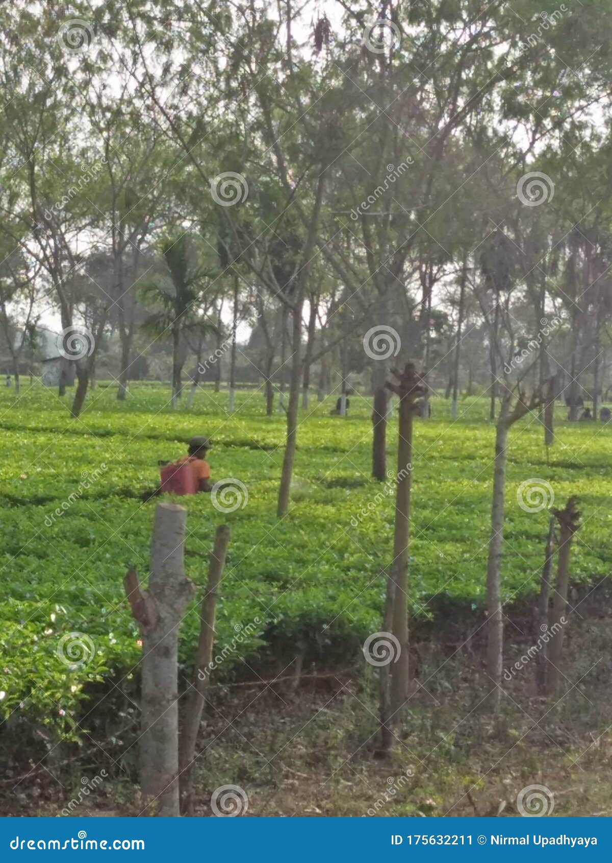 A Newly Formed Small Tea Garden in Assam ,India Stock Image - Image of ...