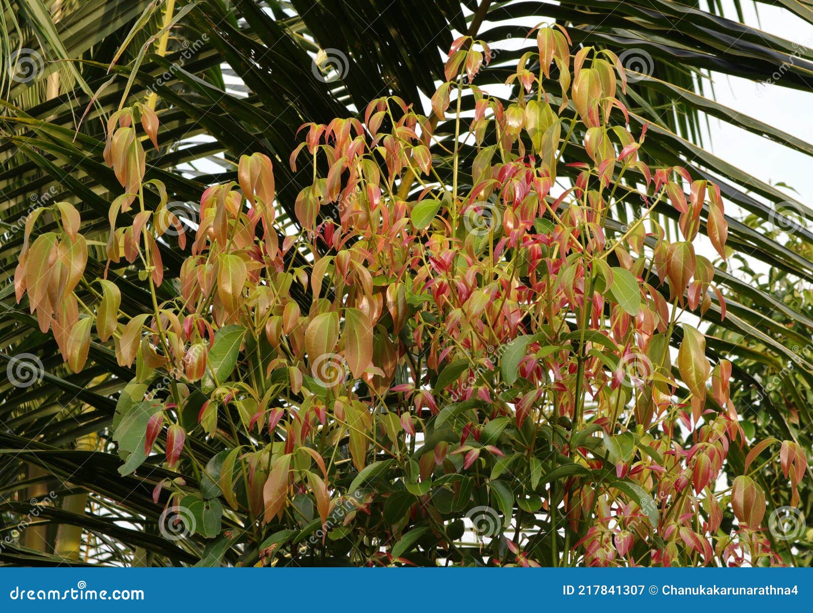 Newly Formed Young Leaves of a Cinnamon Tree Stock Image - Image of ...