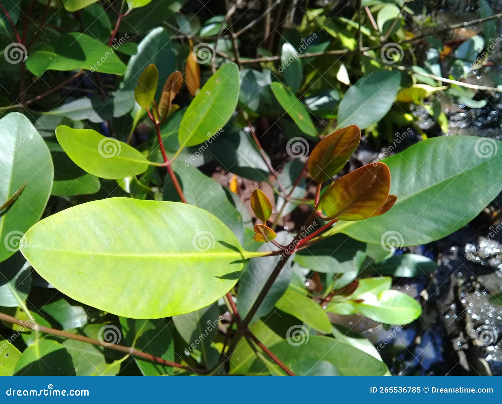 Newly Growing Mangrove Tree Leaves Stock Image - Image of shrub, autumn ...