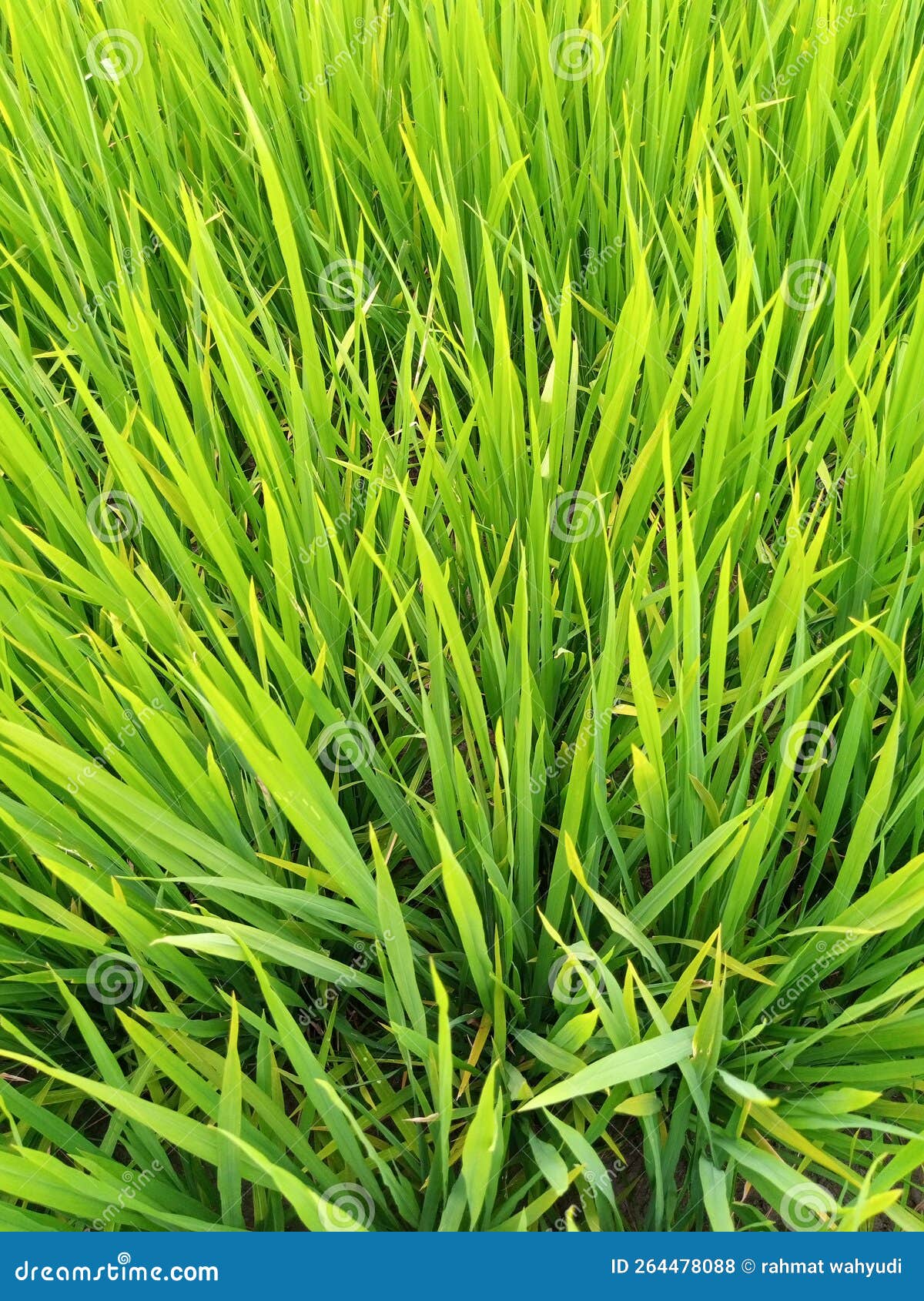 Newly Growing Paddy Trees Seen from Above in the Evening Stock Photo ...