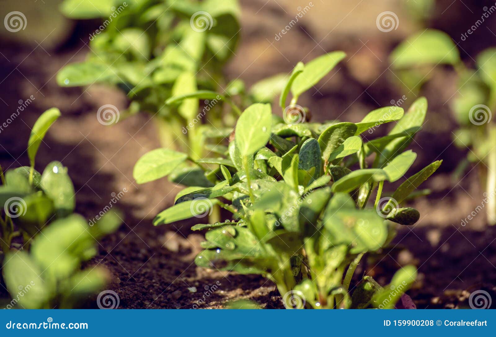 Newly grown seeds stock photo. Image of dirt, gardening - 159900208