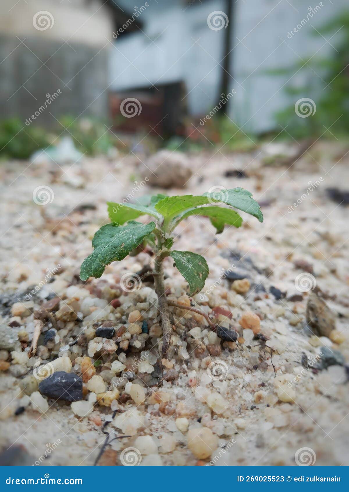 Newly grown small tree stock image. Image of small, grown - 269025523