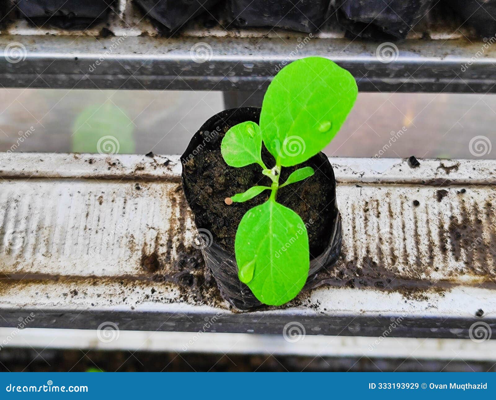 The Newly Grown Young Shoot Plants are so Green Stock Image - Image of ...