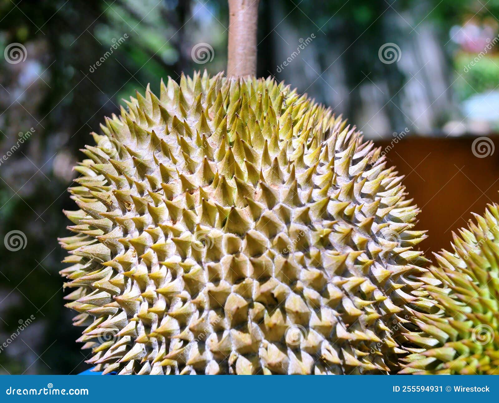 Newly Harvested Durian Fruit on a Blue Basket Stock Image - Image of ...