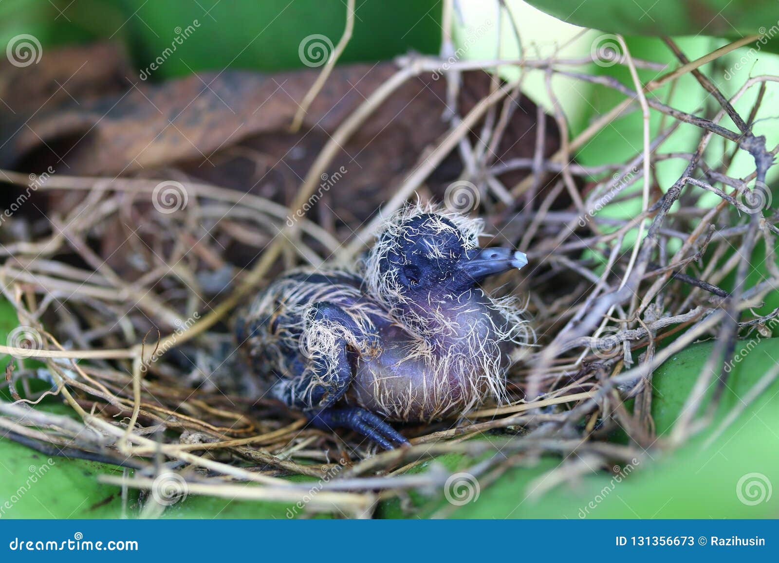 Newly Hatch Bird in the Nest Stock Image - Image of macro, little ...